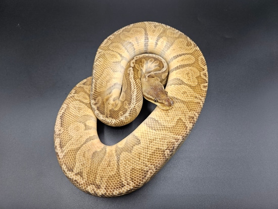 Pastel Sunset Ball Python by ZM Exotics