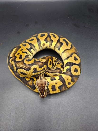Pastel Leopard DH Monarch Puzzle Ball Python by ZM Exotics