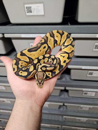 Pastel TH Sunset Monarch Clown Ball Python by ZM Exotics