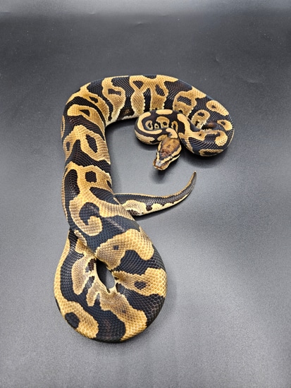 Leopard DH Monarch Clown Ball Python by ZM Exotics