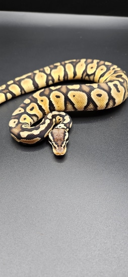 Pastel DH Monarch Clown Ball Python by ZM Exotics