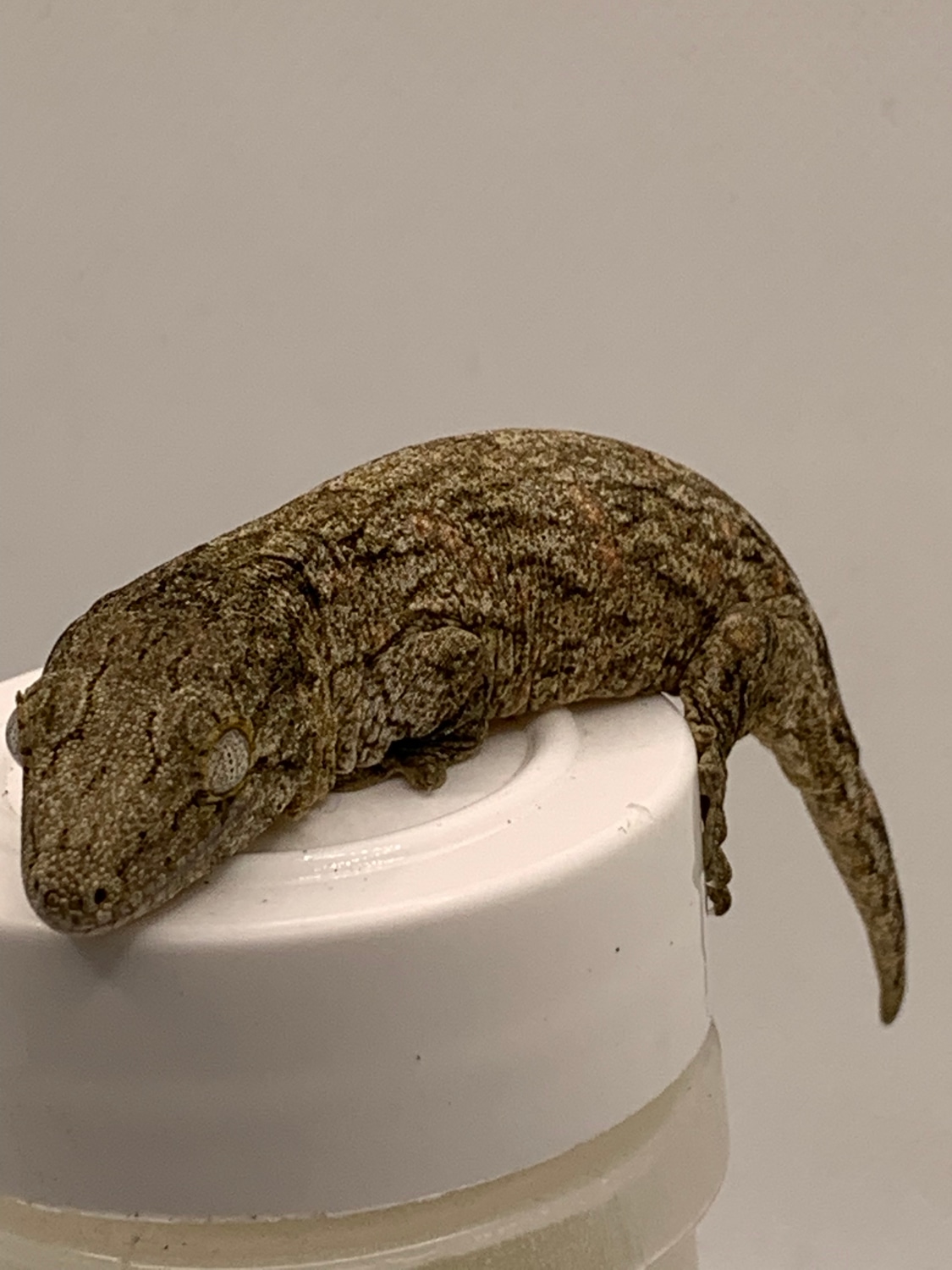 Pink And Purple Leachie Leachianus Gecko by Reagent Geckos - MorphMarket