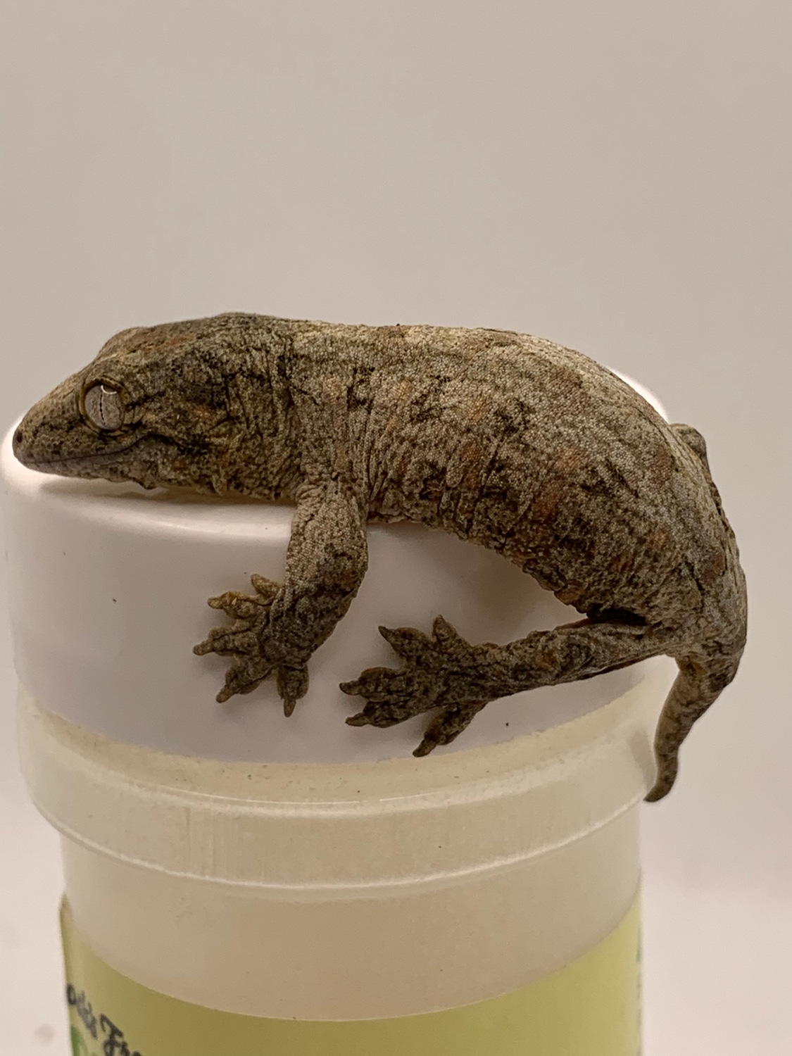 Purple And Pink Leachie Leachianus Gecko by Reagent Geckos - MorphMarket