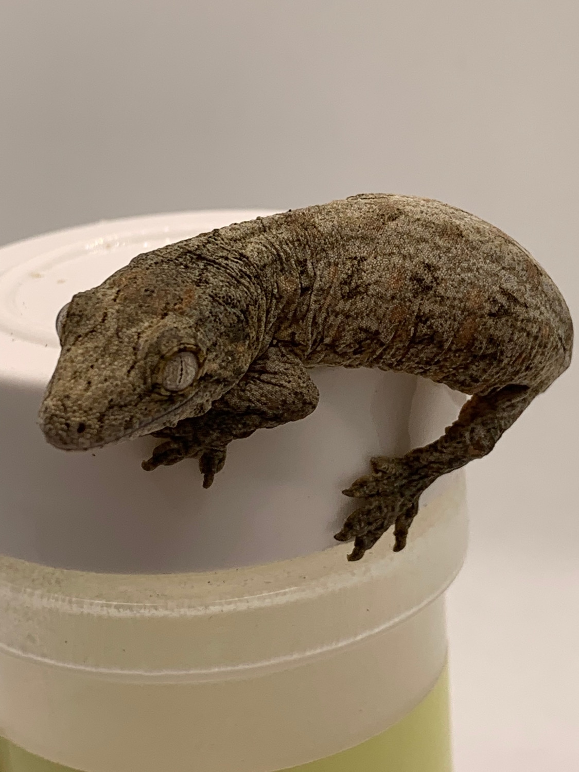 Purple And Pink Leachie Leachianus Gecko by Reagent Geckos - MorphMarket