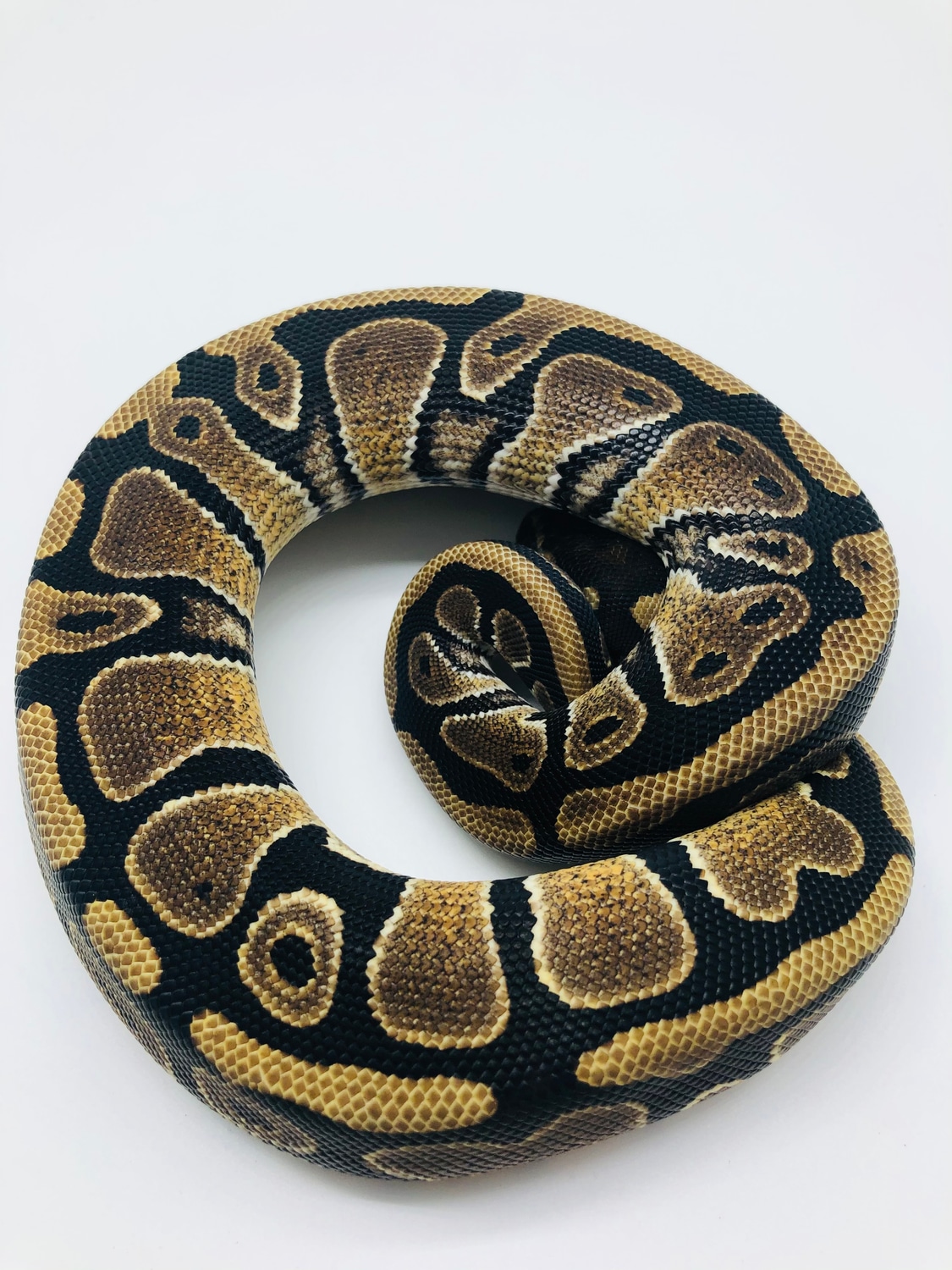 Gene X Het Pied Ball Python by Zach Melton Reptiles - MorphMarket