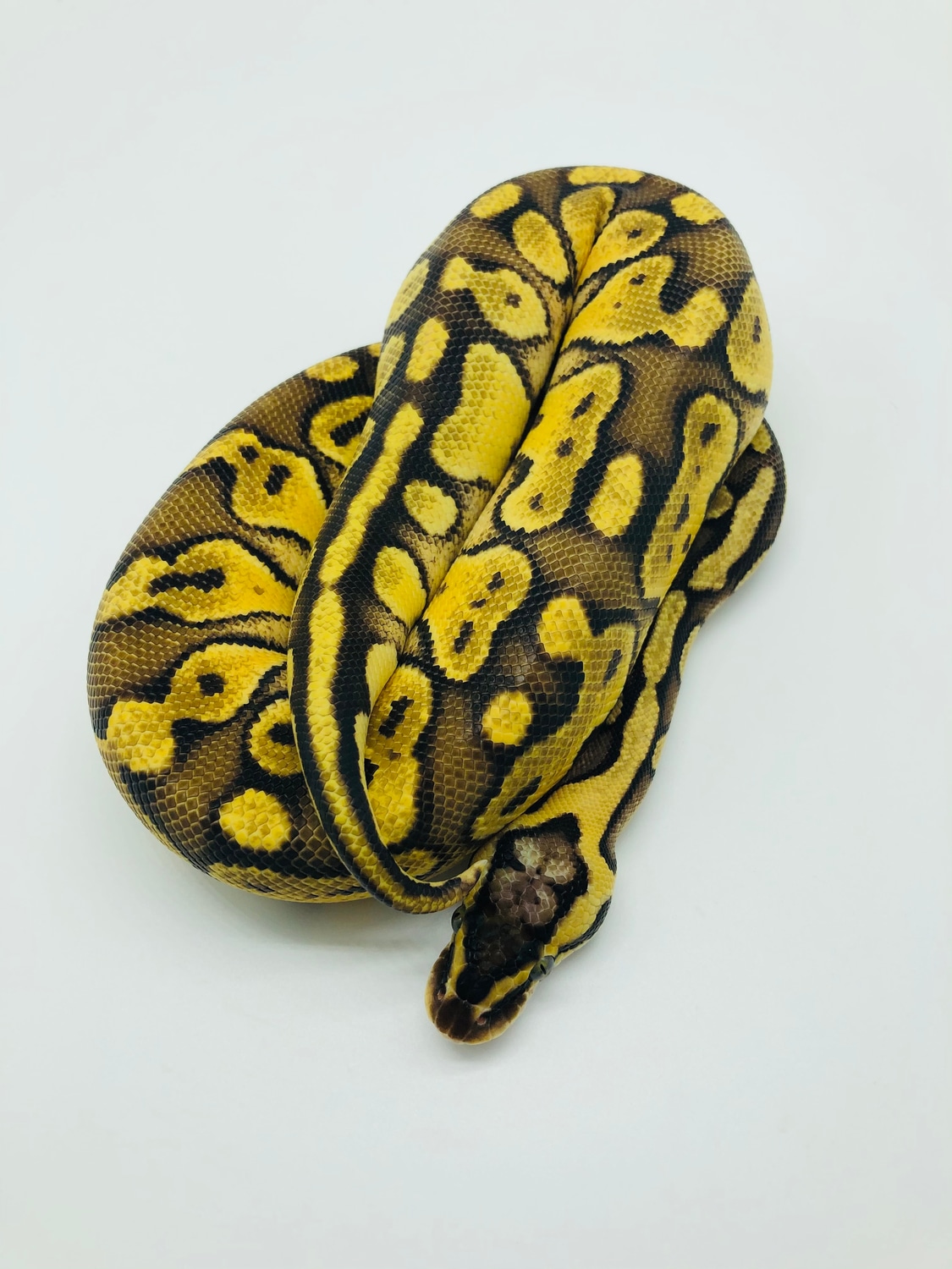 Bongo Enchi Pastel Het Clown Ball Python by Zach Melton Reptiles ...