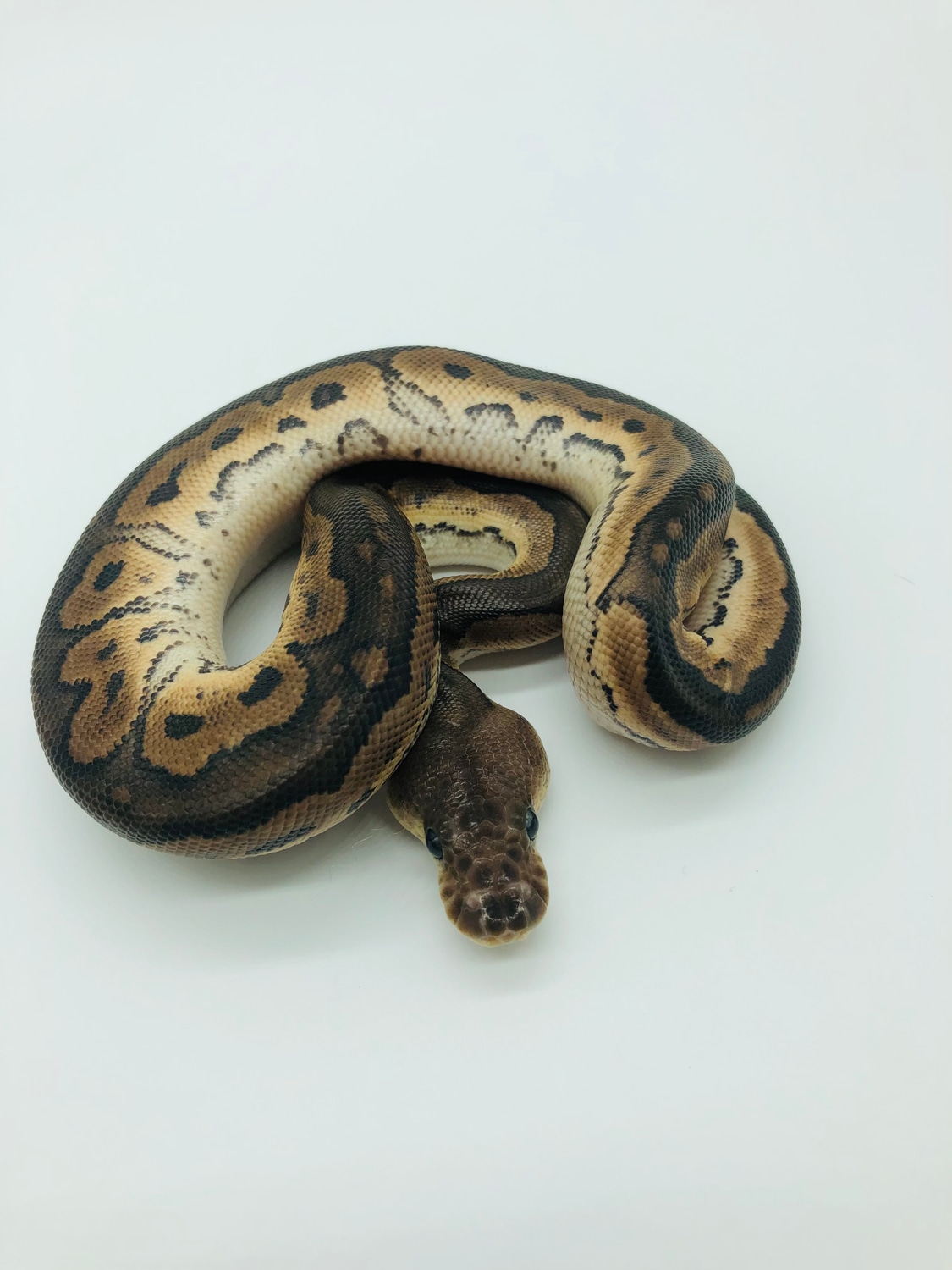 Cinnamon Fire Clown Ball Python by Zach Melton Reptiles - MorphMarket