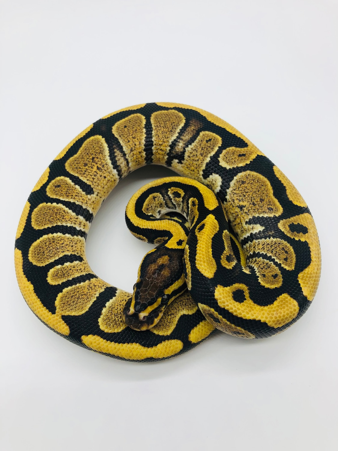 Fire Het Clown Ball Python by Zach Melton Reptiles - MorphMarket