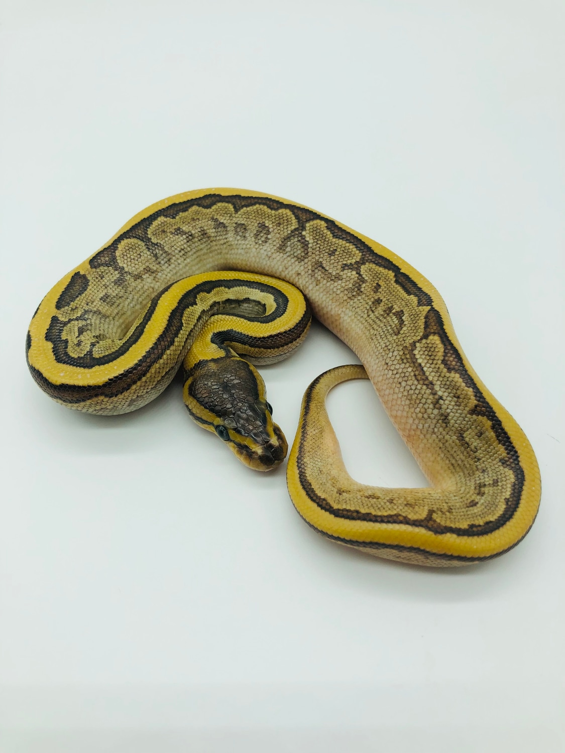 Kingpin Het Pied Ball Python by Zach Melton Reptiles - MorphMarket