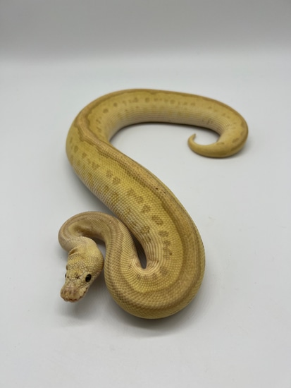 Pastel Leo Lesser Clown Ball Python by Palingenesia