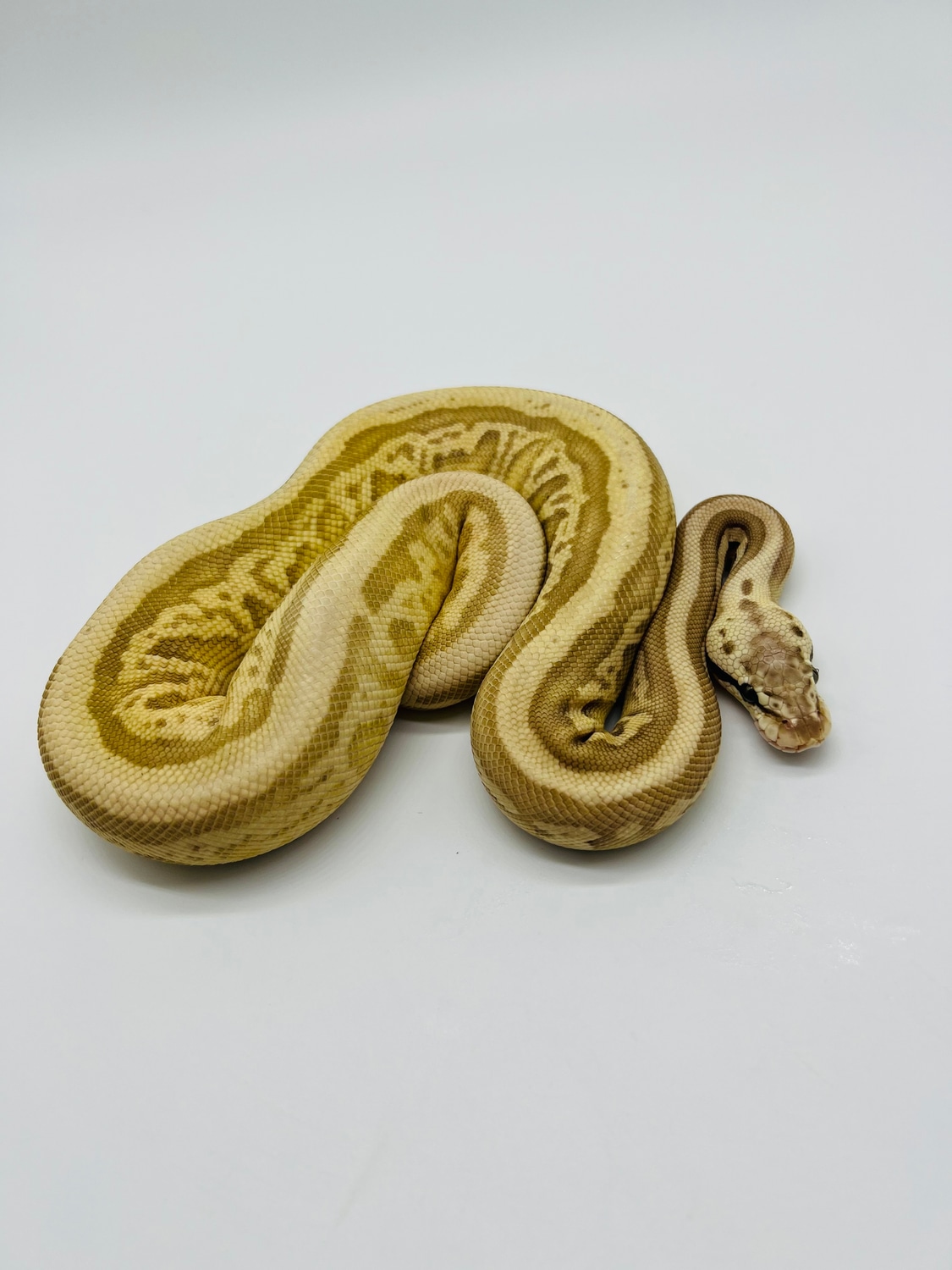 Pastel Lesser Leopard Spotnose YB 66% Het Clown Ball Python by Zach ...