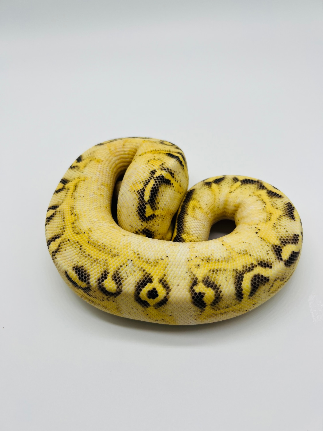 Pastel Freeway Het DG Pos Het Cryptic Ball Python by Zach Melton ...
