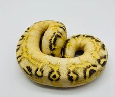 Pastel Freeway Het DG Pos Het Cryptic Ball Python by Zach Melton ...