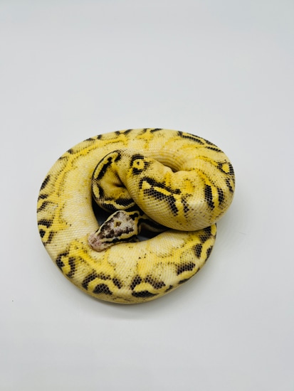 Pastel Freeway Het DG Pos Het Cryptic Ball Python by Zach Melton ...