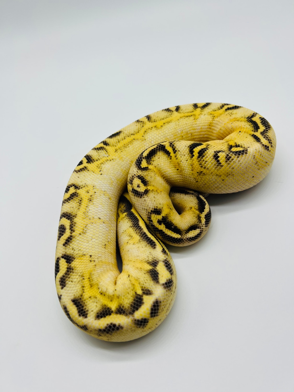 Pastel Freeway Het DG Pos Het Cryptic Ball Python by Zach Melton ...