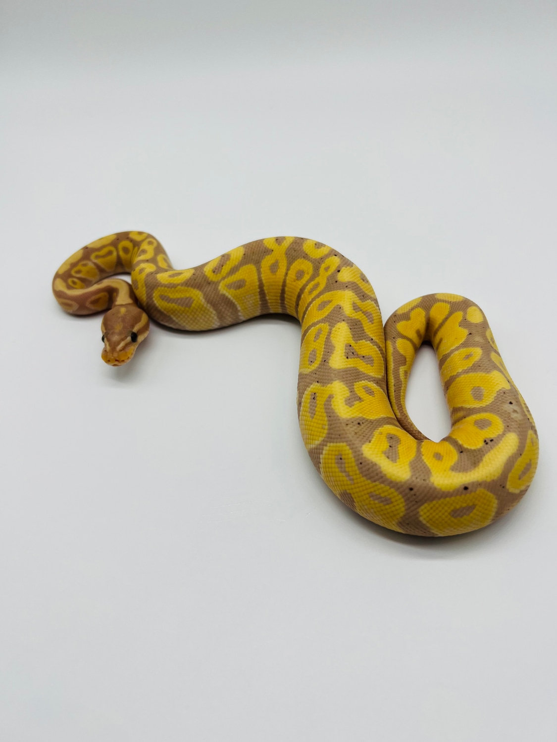 Banana Mystic 50% Het Clown 50% Het Sunset Ball Python by Zach Melton ...