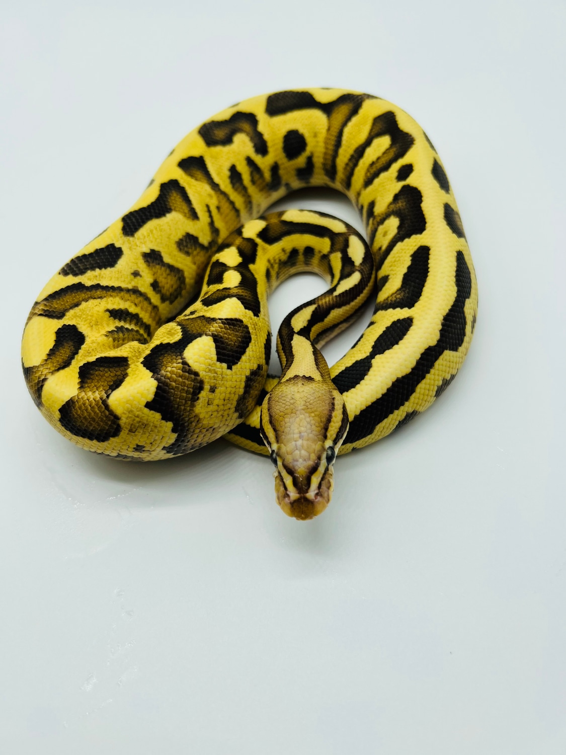 Leopard Mystic Vanilla Cream 50% Het Clown Ball Python by Zach Melton ...