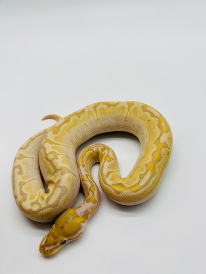Ultramel Bamboo Ball Python by Zach Melton Reptiles