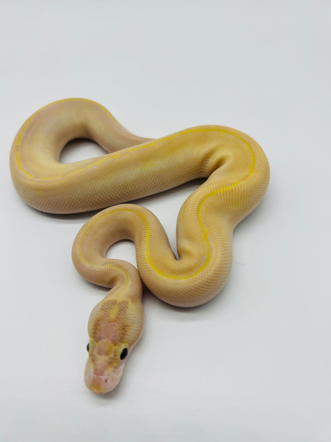 Banana Ivory Ball Python by Zach Melton Reptiles - MorphMarket