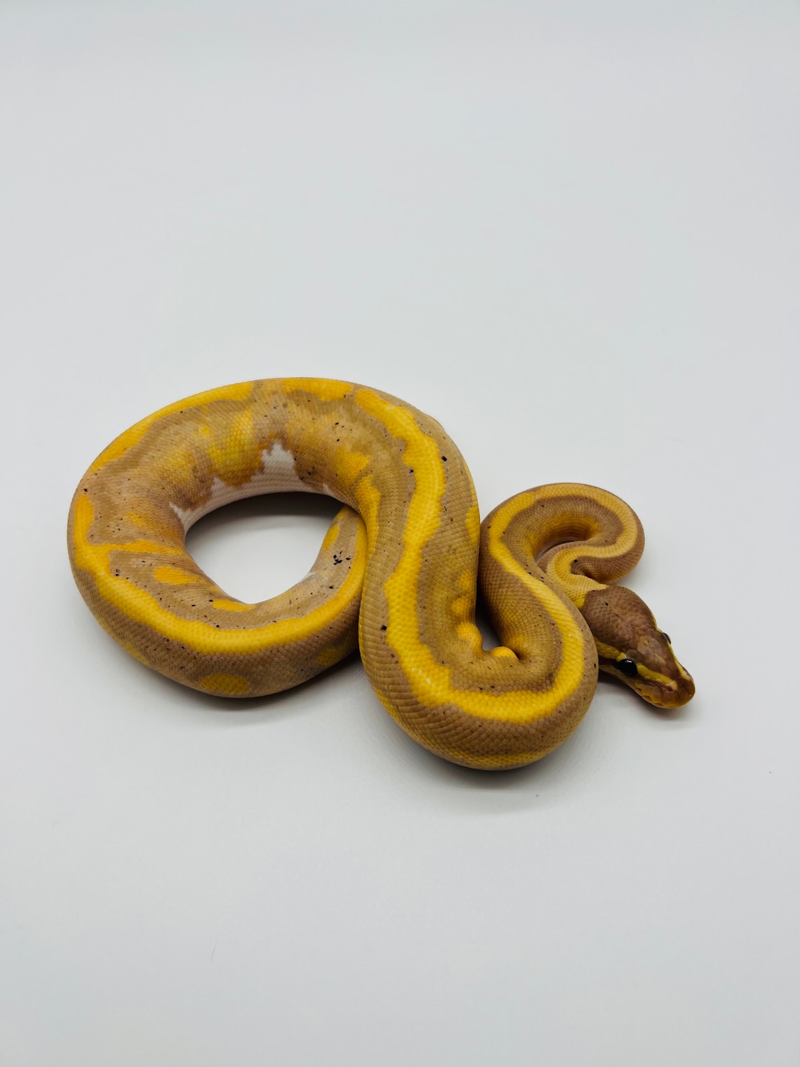 Banana Black Pastel OD Pied Ball Python by Zach Melton Reptiles ...