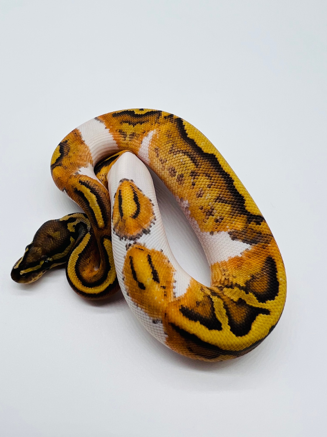 Hypo Pied Ball Python by Zach Melton Reptiles - MorphMarket