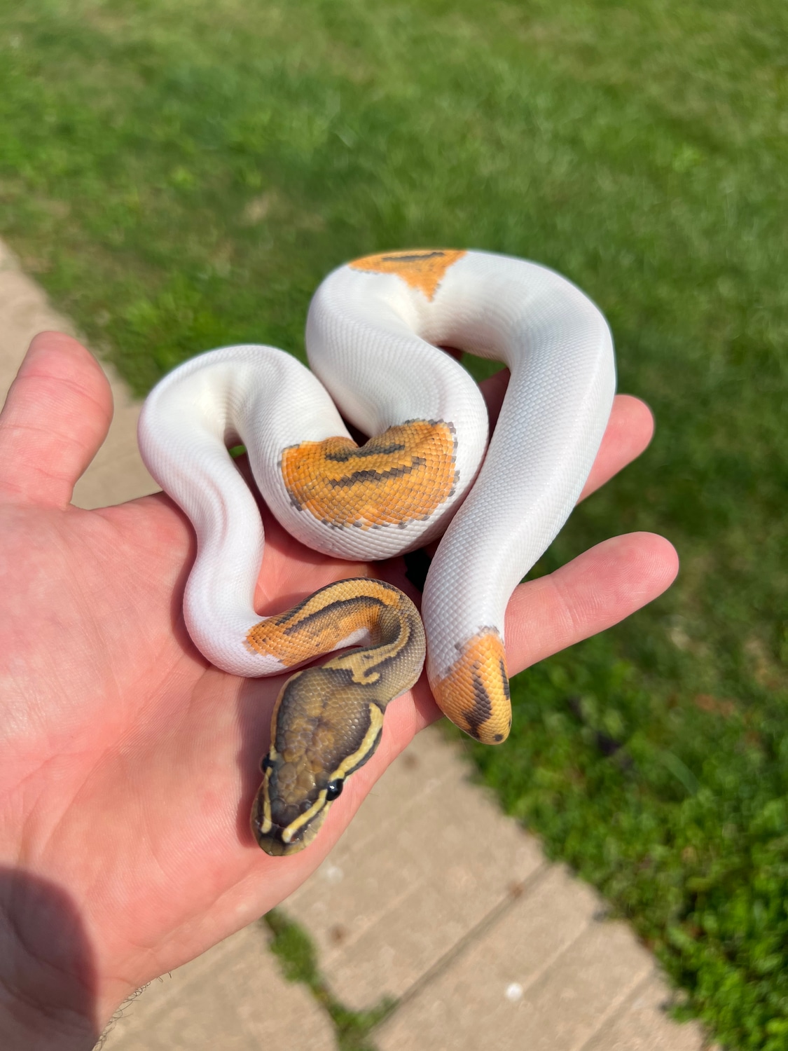 Hypo Pied Ball Python by Zach Melton Reptiles - MorphMarket