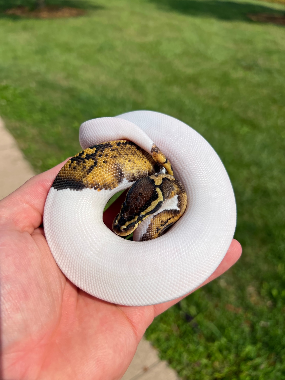 Sandblast Pied Ball Python by Zach Melton Reptiles - MorphMarket