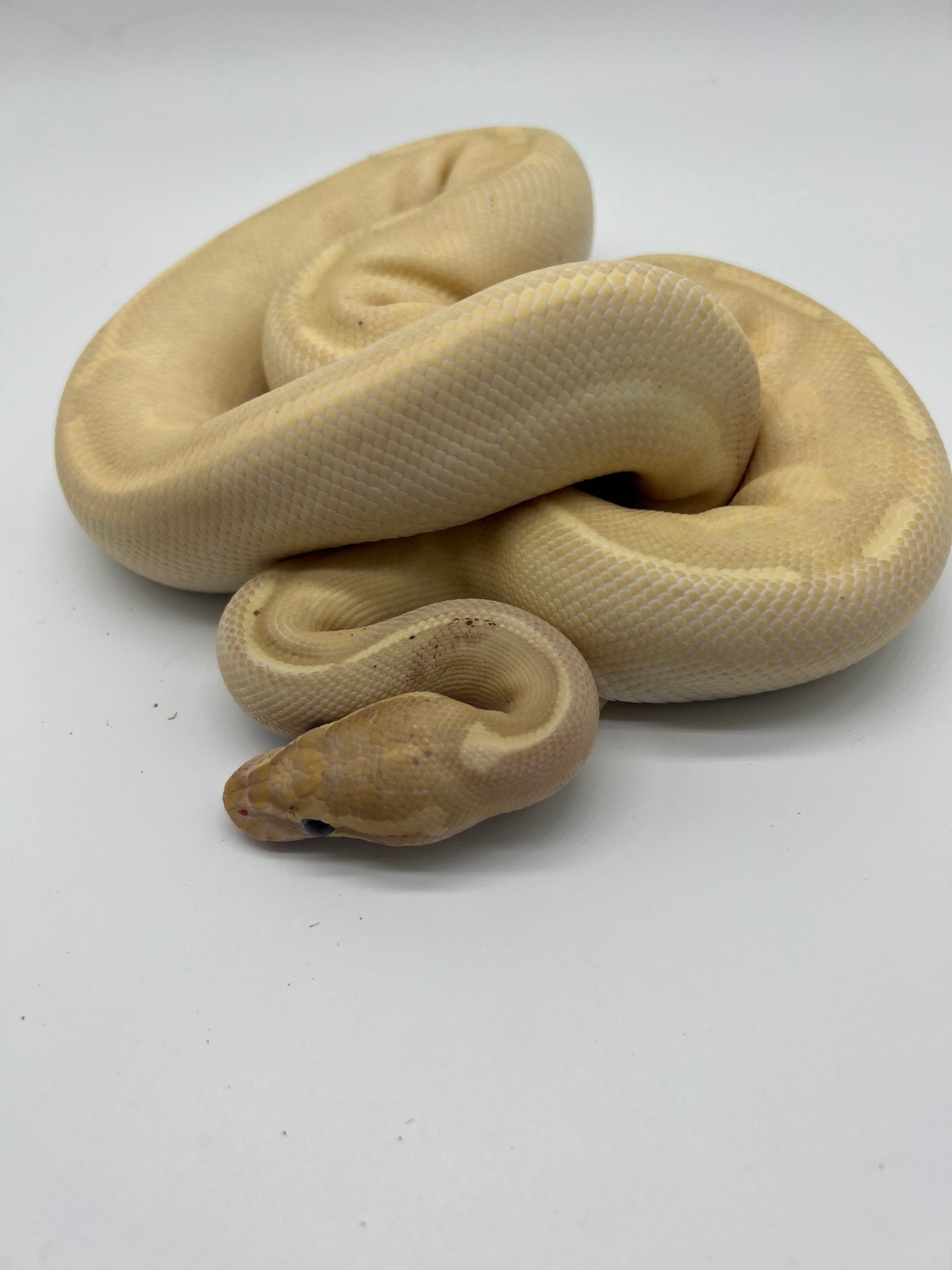 Proven Breeder Banana Freeway FM Ball Python by Zach Melton Reptiles ...