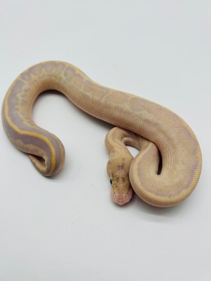 Leo Ivory Fire Ball Python by Zach Melton Reptiles