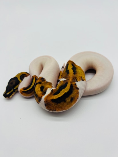 OD Pied Ball Python by Zach Melton Reptiles