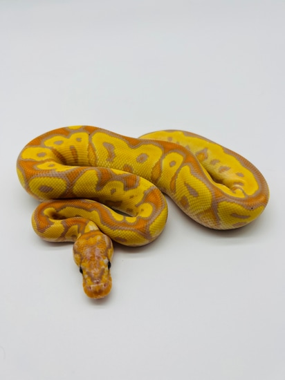 Banana Mystic Clown *FREE SHIPPING* Ball Python by Palingenesia