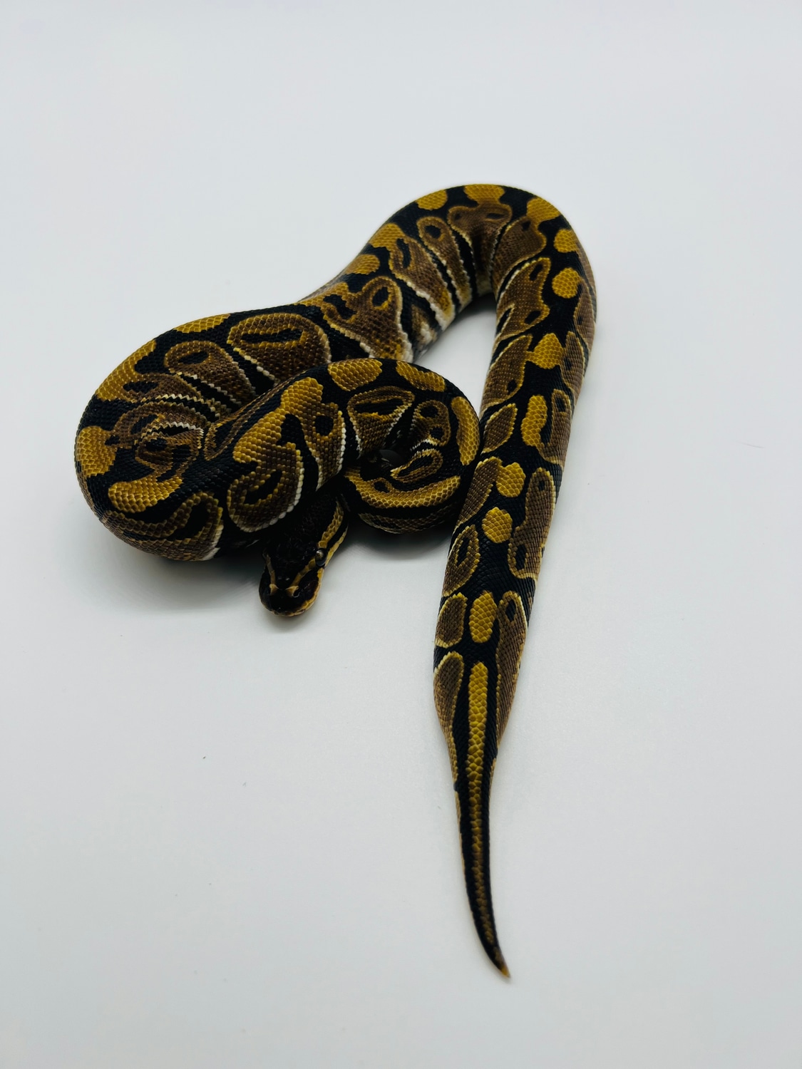 DH TSK Clown *FREE SHIPPING* Ball Python by Zach Melton Reptiles ...
