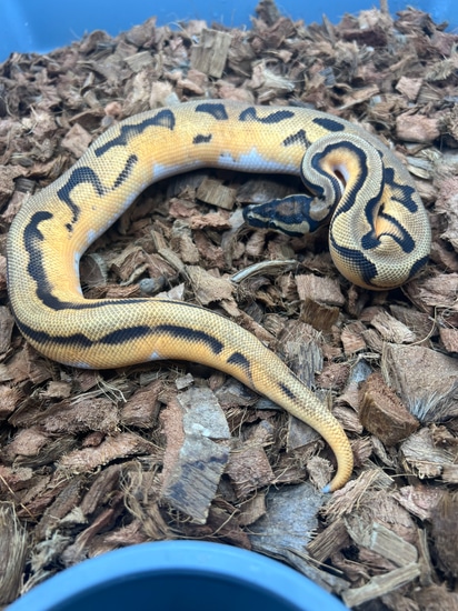 Super OD Enchi Pied Ball Python by Palingenesia