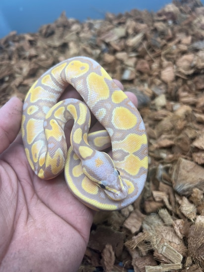 24 Banana OD YB Ball Python by Palingenesia
