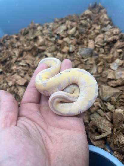 24 Banana G-Stripe Ball Python by Palingenesia