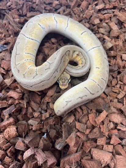 Lemon Blast FREE SHIPPING Ball Python by Palingenesia