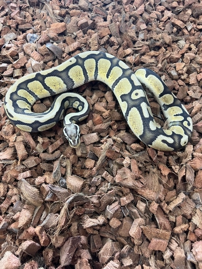 Pastel Red Stripe FREE SHIPPING Ball Python by Palingenesia