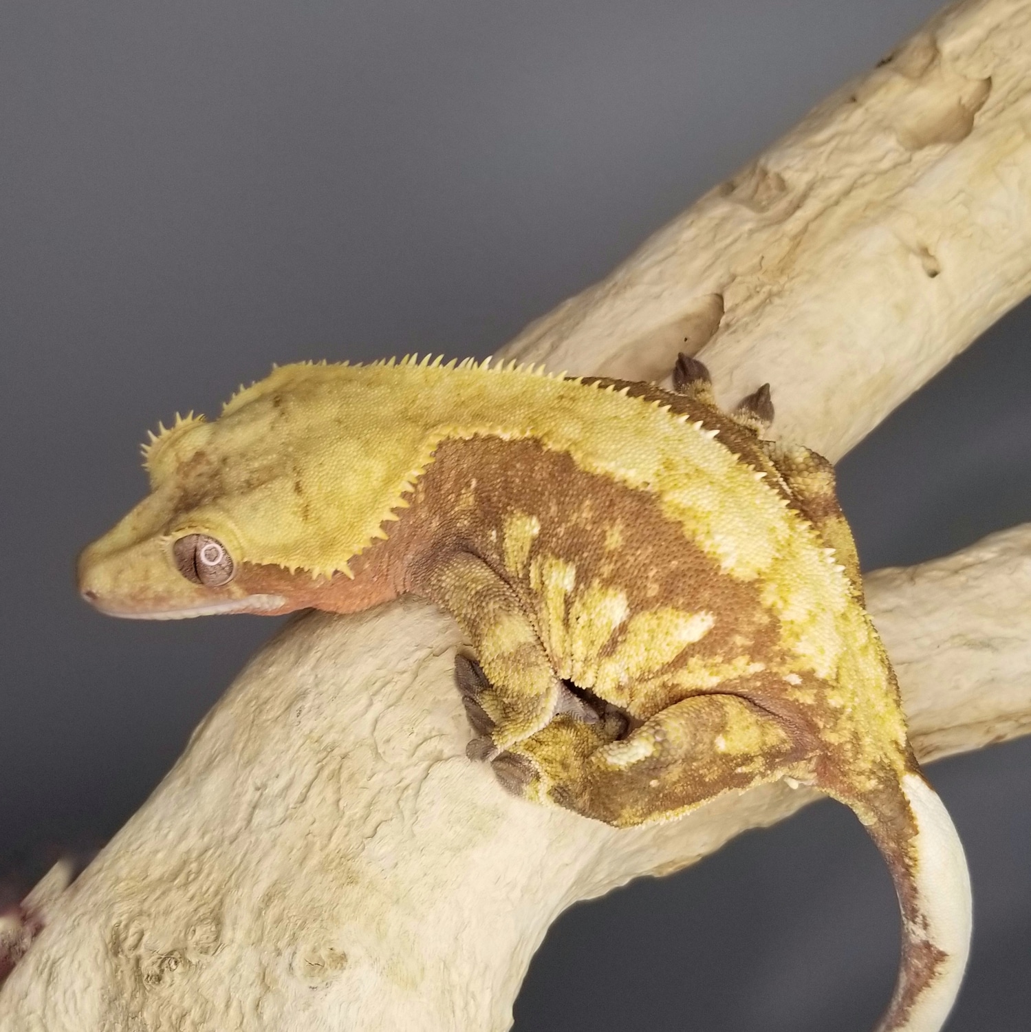 RTB Extreme Tri-color Crested Gecko by Zodiac Geckos - MorphMarket