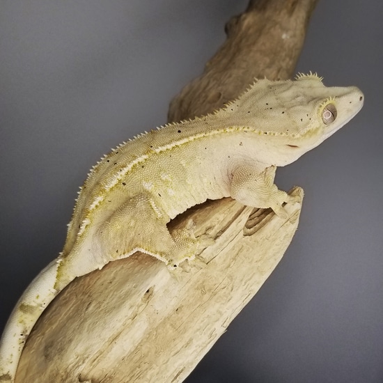 Peppered Yellow Crested Gecko by Zodiac Geckos