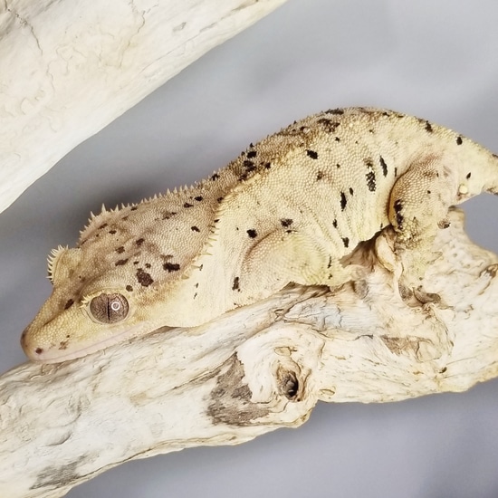 Yellow Patternless Dalmation Female Crested Gecko by Zodiac Geckos