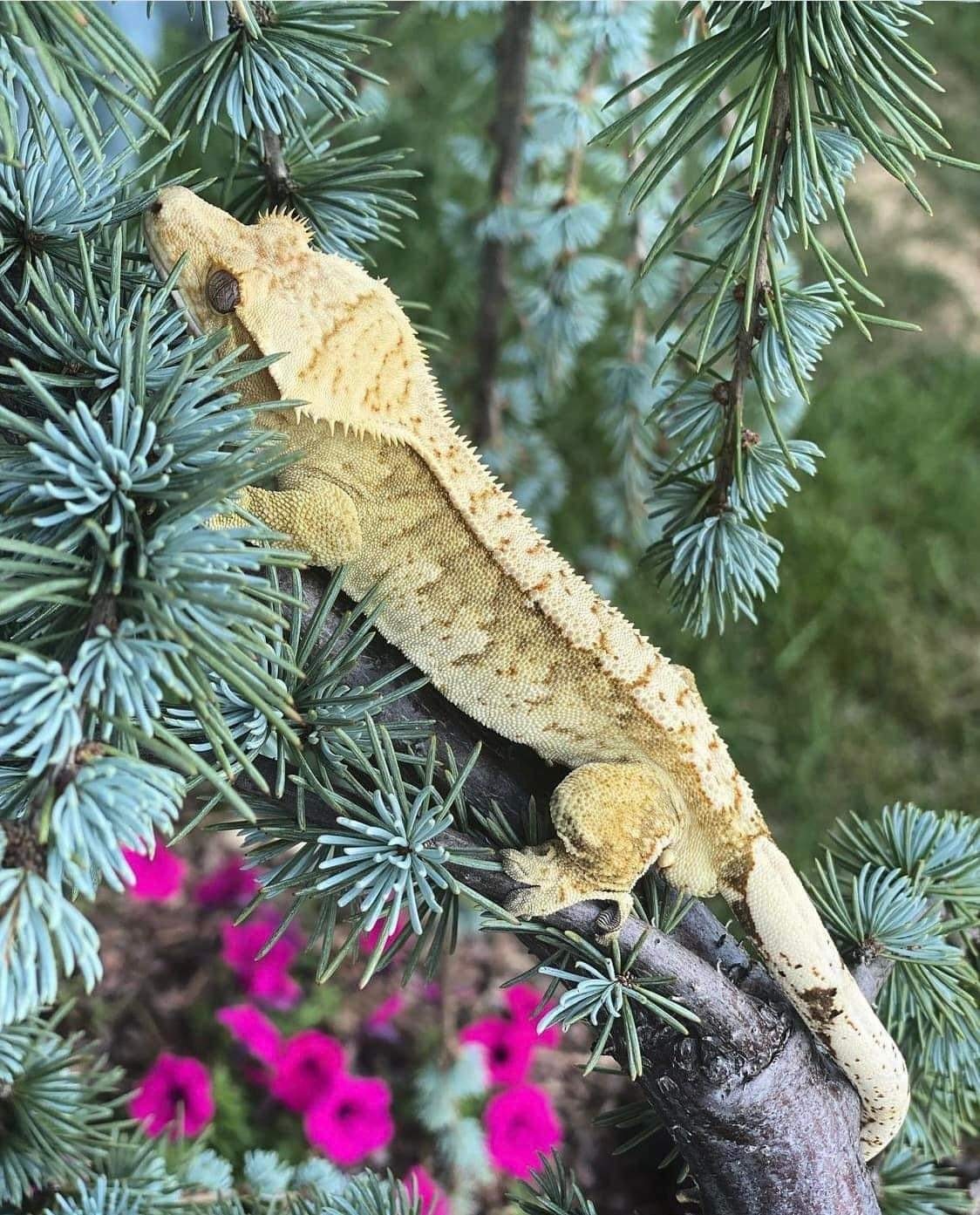 Whitewall Yellow Crested Gecko by Zodiac Geckos - MorphMarket