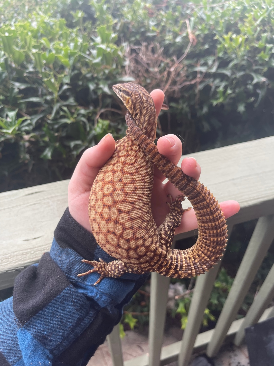 Adult Male Red Ackie Spiny-Tailed Monitor by Eastbound Exotics ...