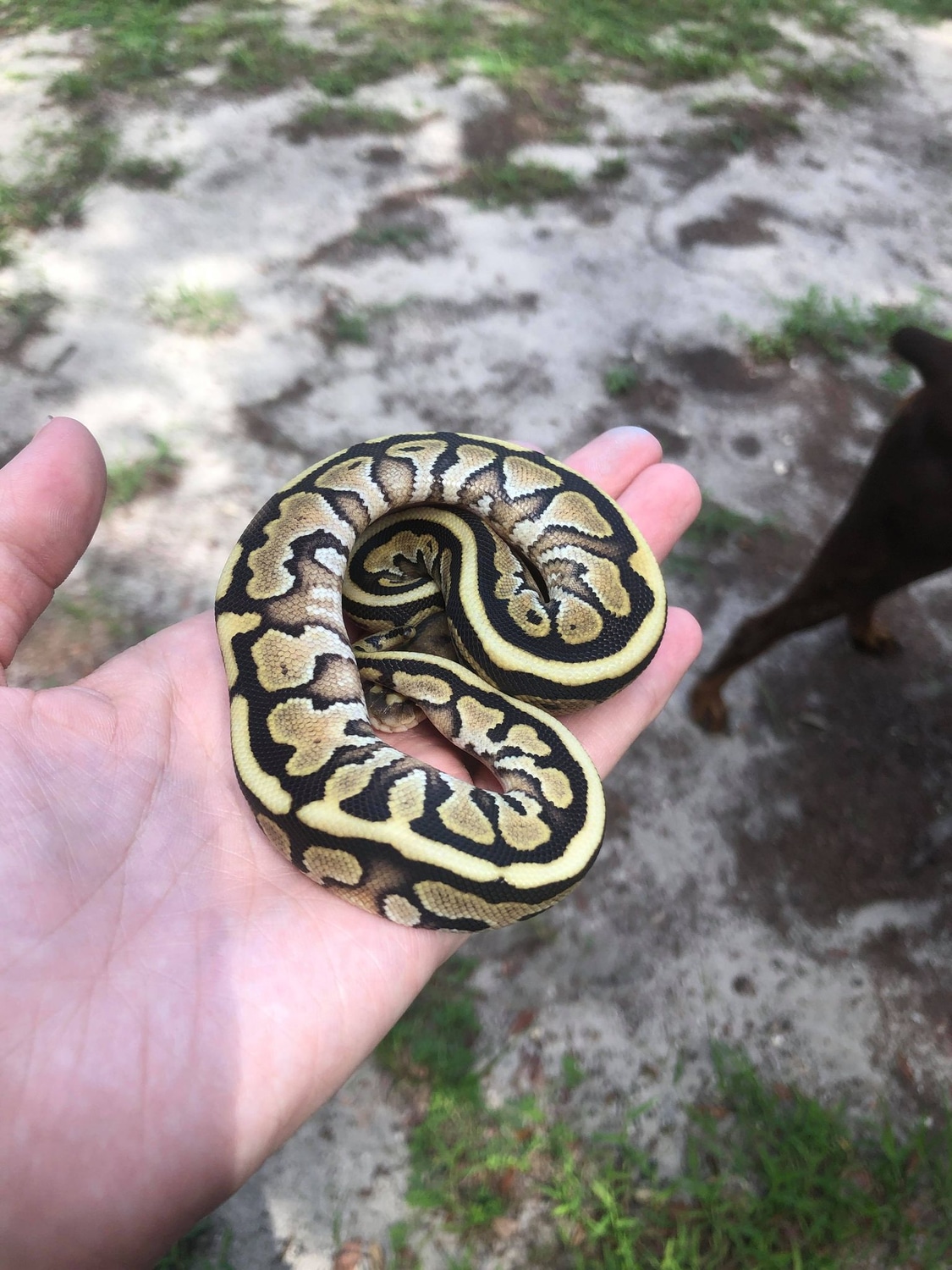 Lesser Spotnose Ball Python by Brayman’s Heroes Serpentry - MorphMarket