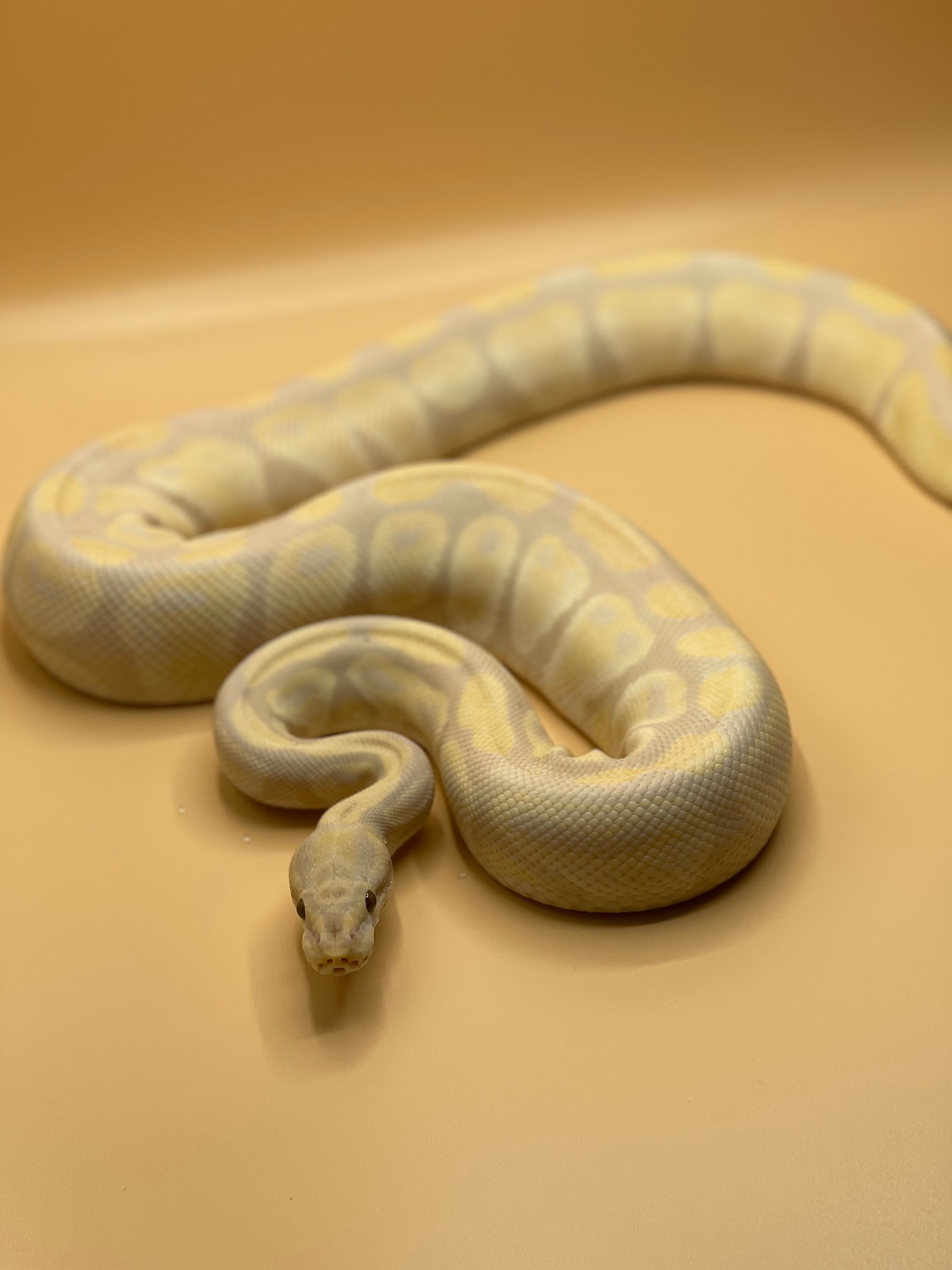 Lavender Albino Ball Python by Brayman’s Heroes Serpentry - MorphMarket