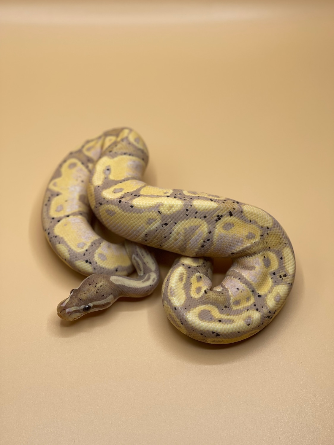 Banana Het Pied Ball Python by Brayman’s Heroes Serpentry - MorphMarket