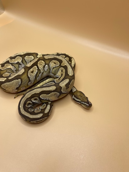 Lesser Spotnose Ph Pied Ball Python by Brayman’s Heroes Serpentry