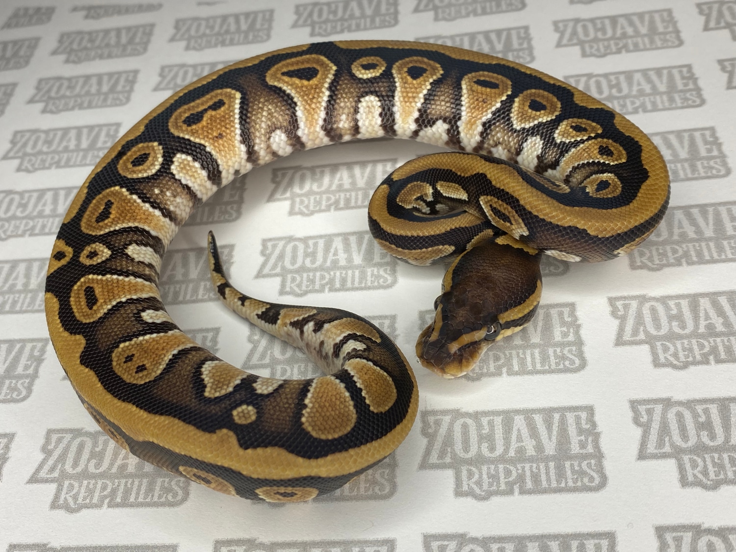 Phantom Ball Python by Zojave Reptiles - MorphMarket