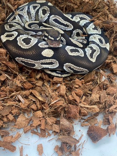 Mojave Yellow Belly 50%het Pied Ball Python by Zombie Exotics