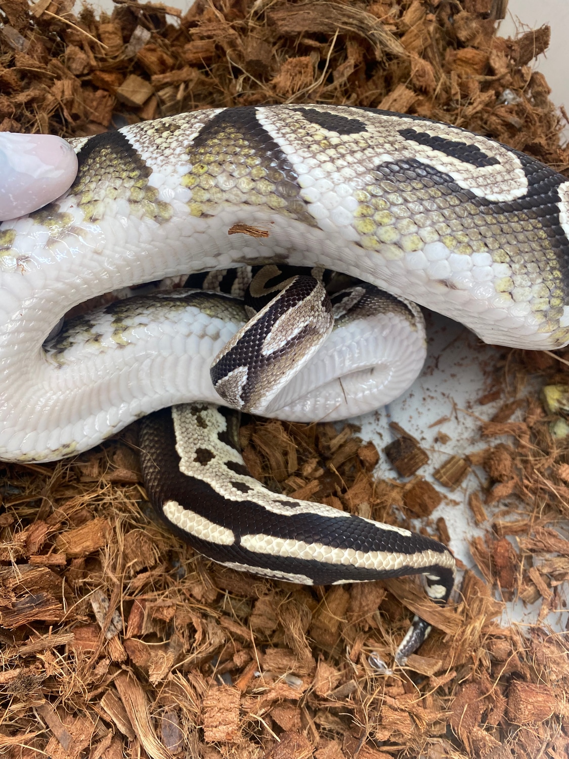 Mojave Yellow Belly 50 Het Pied Ball Python By Zombie Exotics Morphmarket
