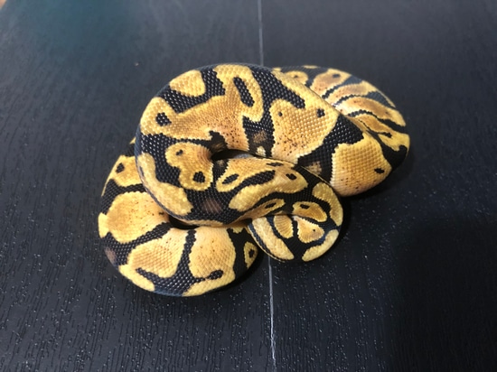 Pastel Yellow Belly Ball Python by Zombie Exotics